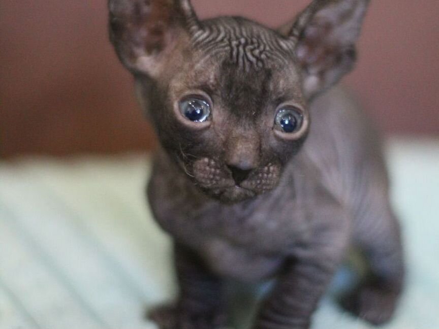 Котята корниш-рекс