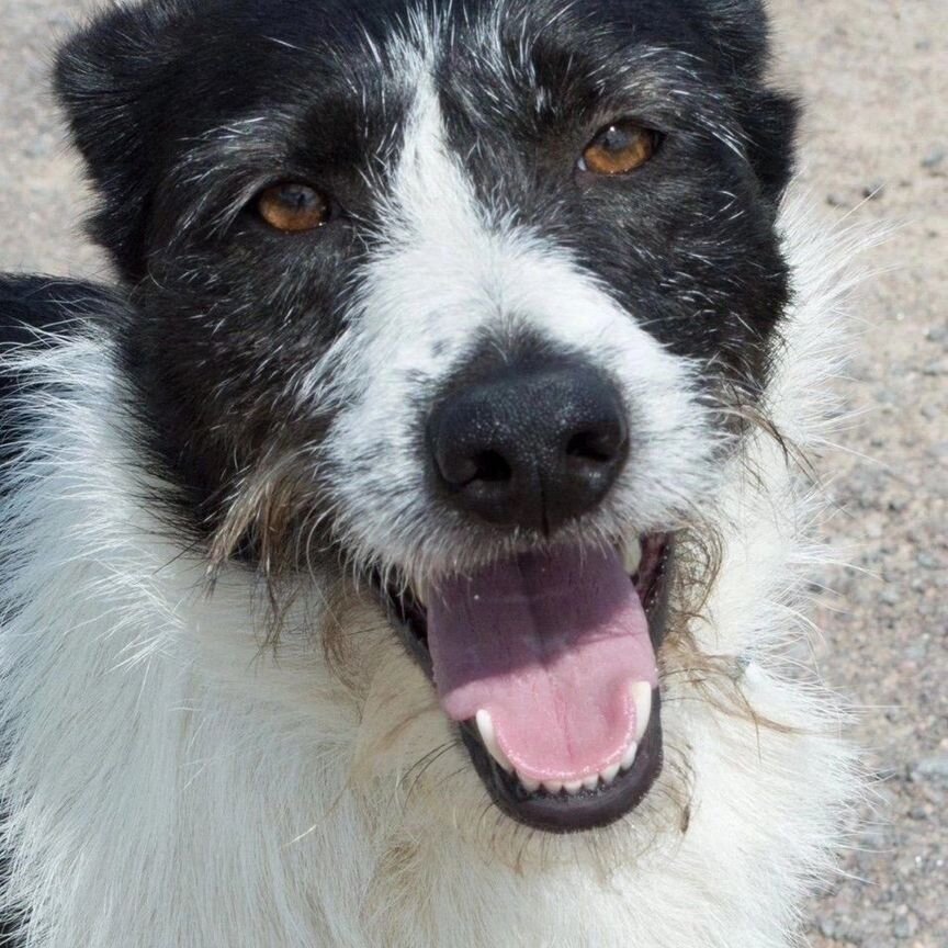 Собака в добрые руки отдам бесплатно