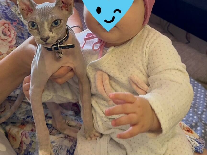 Канадский сфинкс котенок