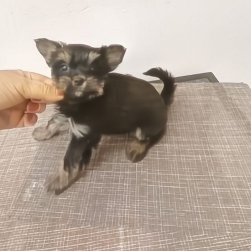 Щенок от частного владельца