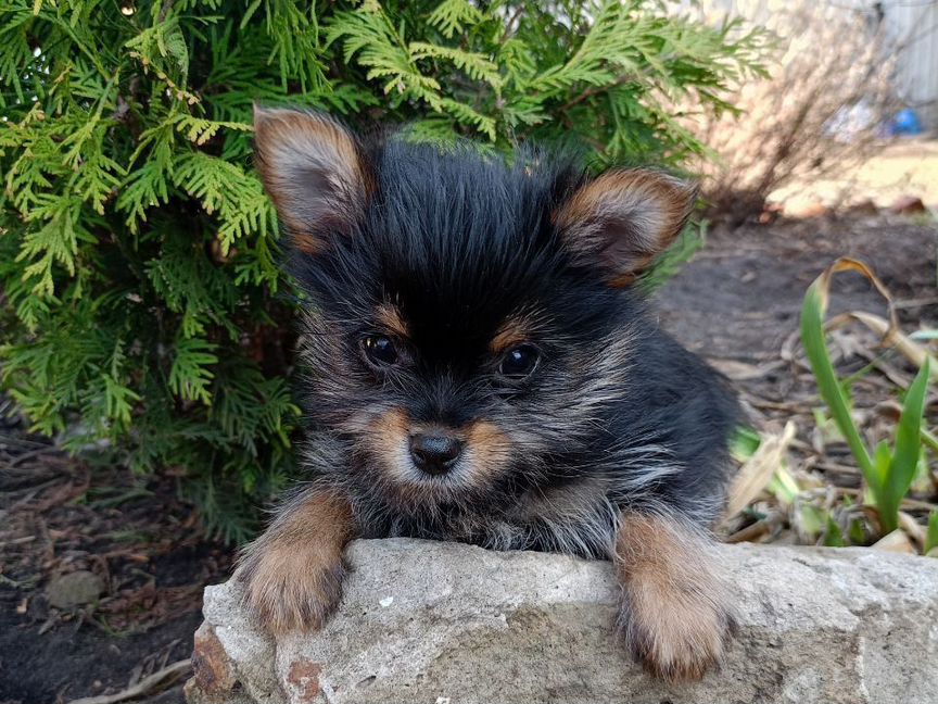 Мальчик йоршпика