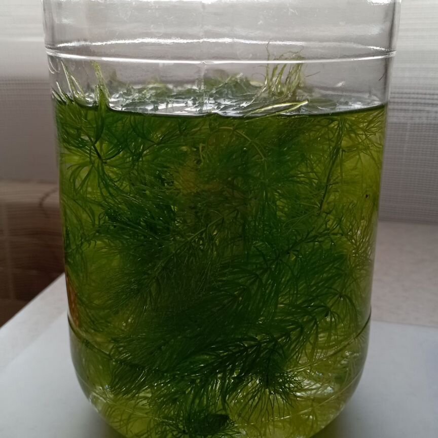 Роголистник