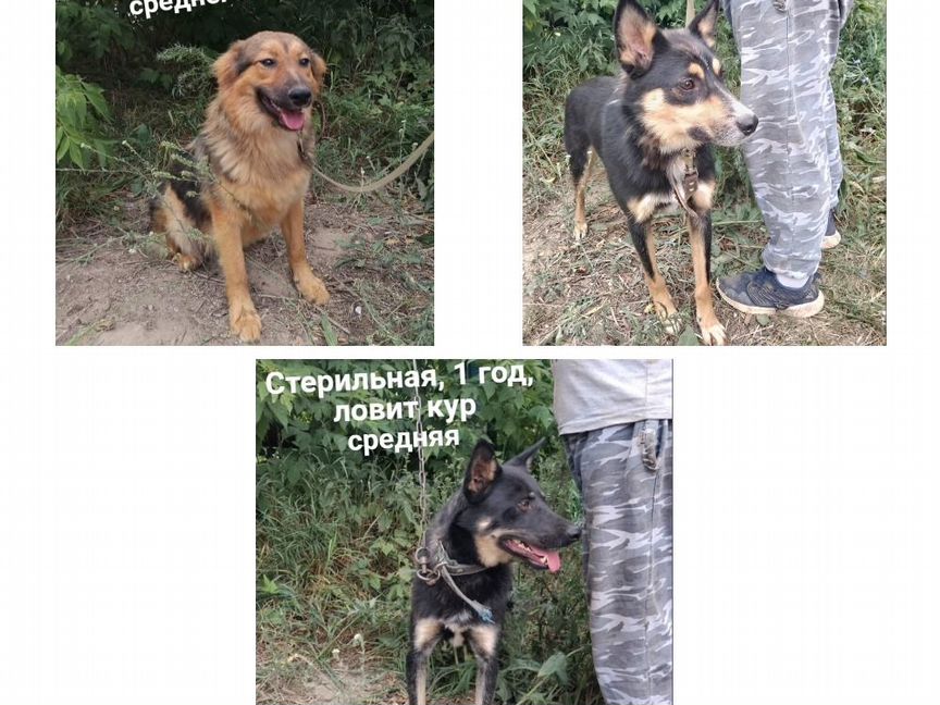 Москвичка, смп и Найда