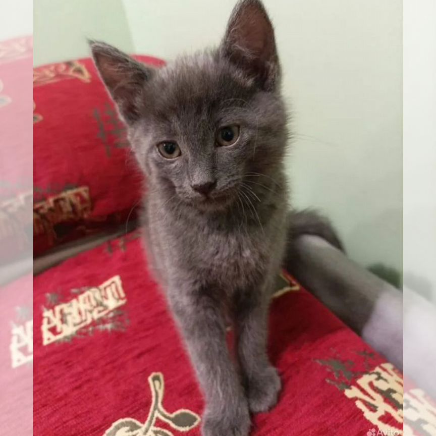 Котёнок