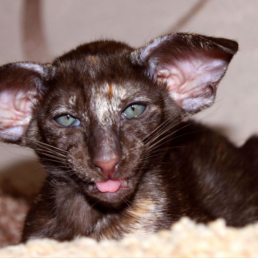 Ориентальная экстрим