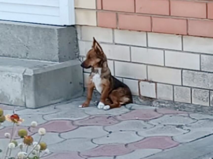 Девочка, окрас шоколад, в добрые руки