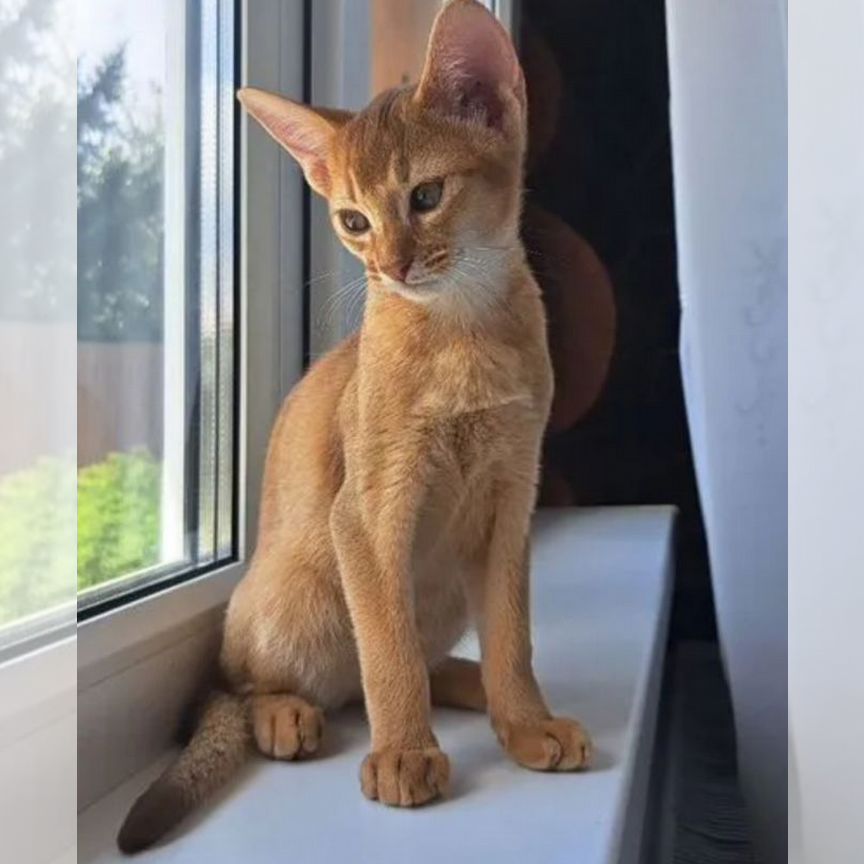 Абиссинские котята
