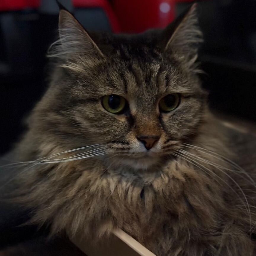 Взрослый кот в добрые руки