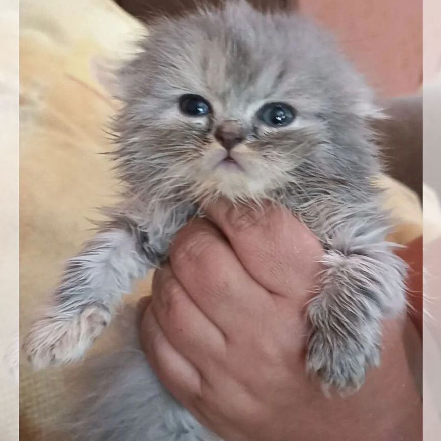 Шотландский вислоухий длинношёрстный котёнок