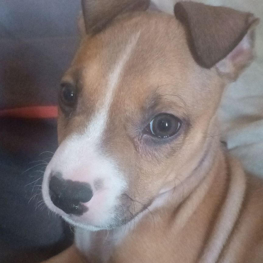 Американский стаффордширский терьер, щенок