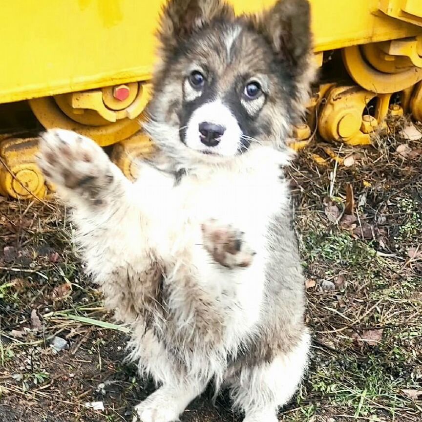 Щенок девочка в добрые руки бесплатно