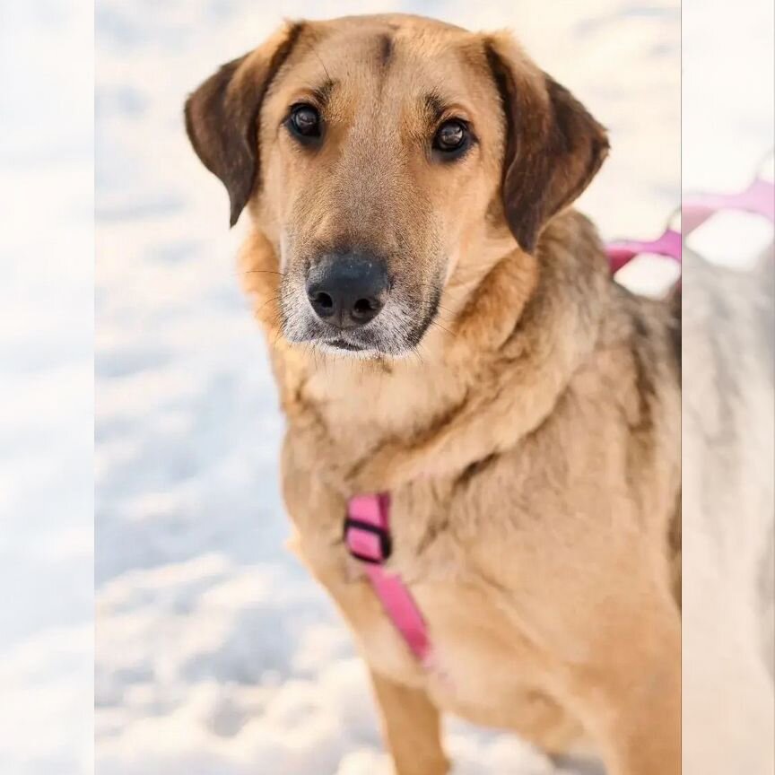 Взрослая собака в добрые руки