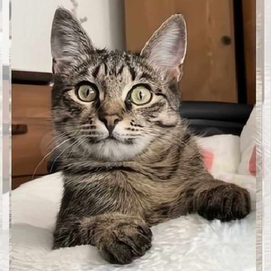 Взрослый кот в добрые руки