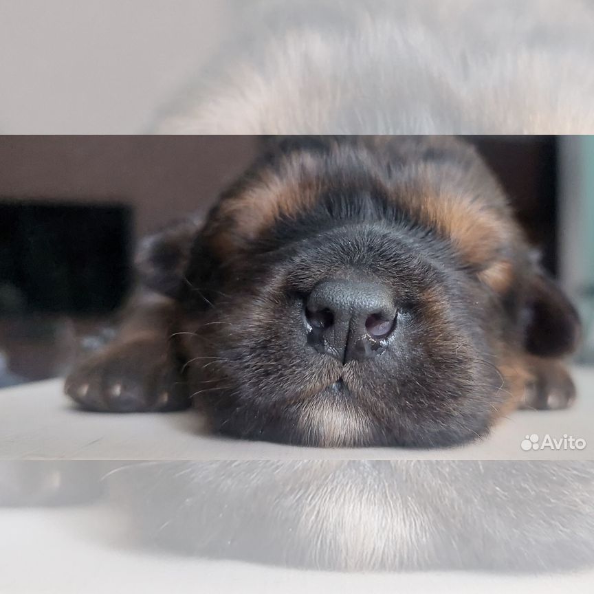 Тибетский мастиф щенки