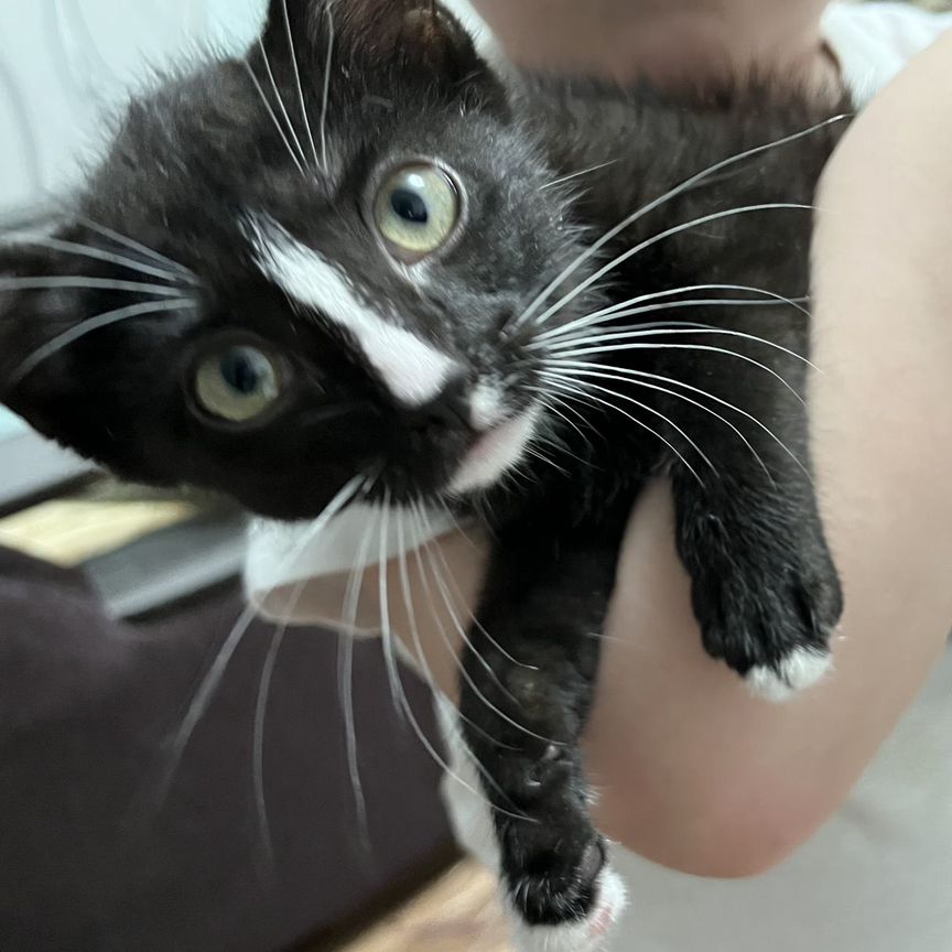 Котёнок в добрые руки