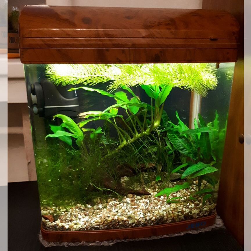 Аквариум jebo 20 л готов к заселению