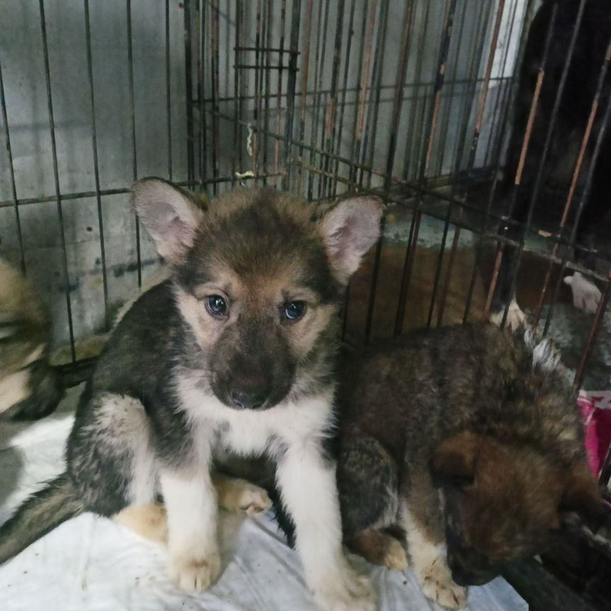 Щенок в добрые руки