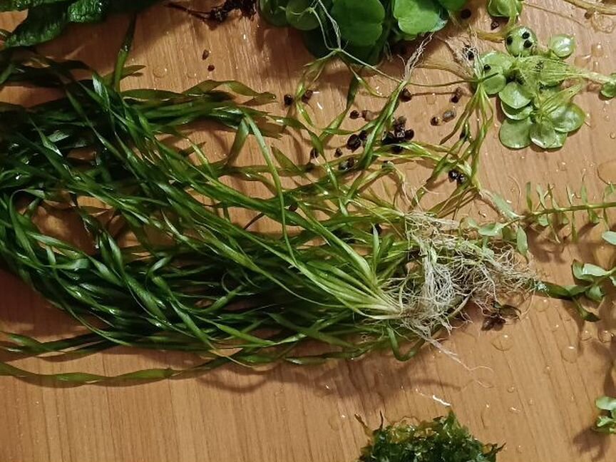 Аквариумные растения