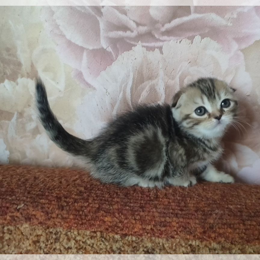 Шотландский вислоухий короткошёрстный котёнок