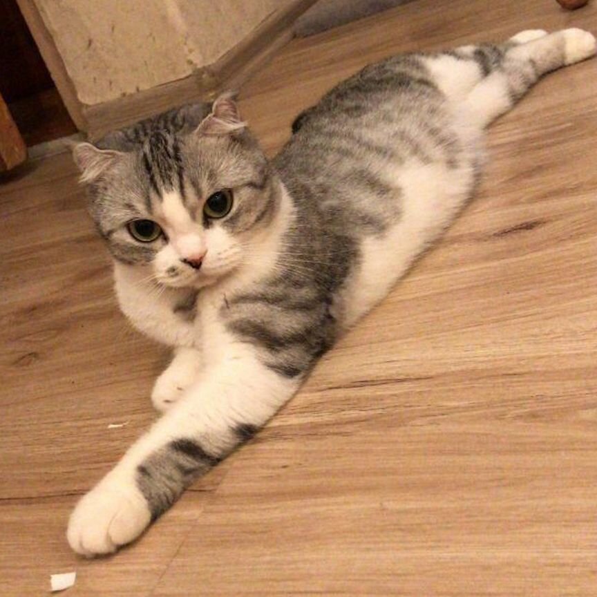 Отдам в добрые руки