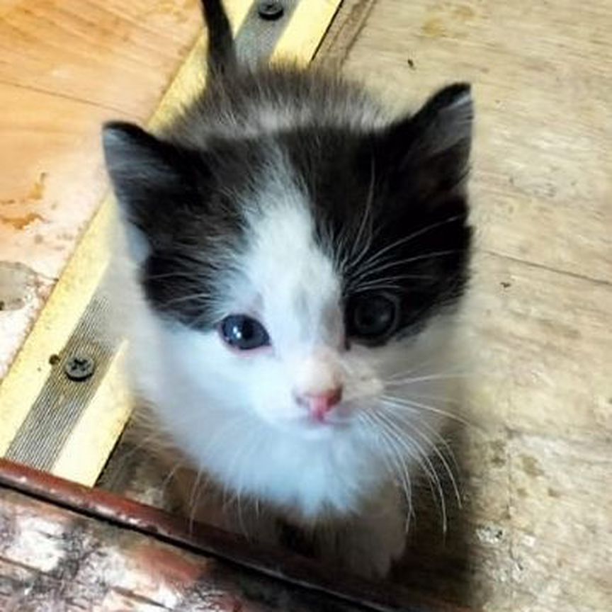 Котята в добрые руки (в дар)