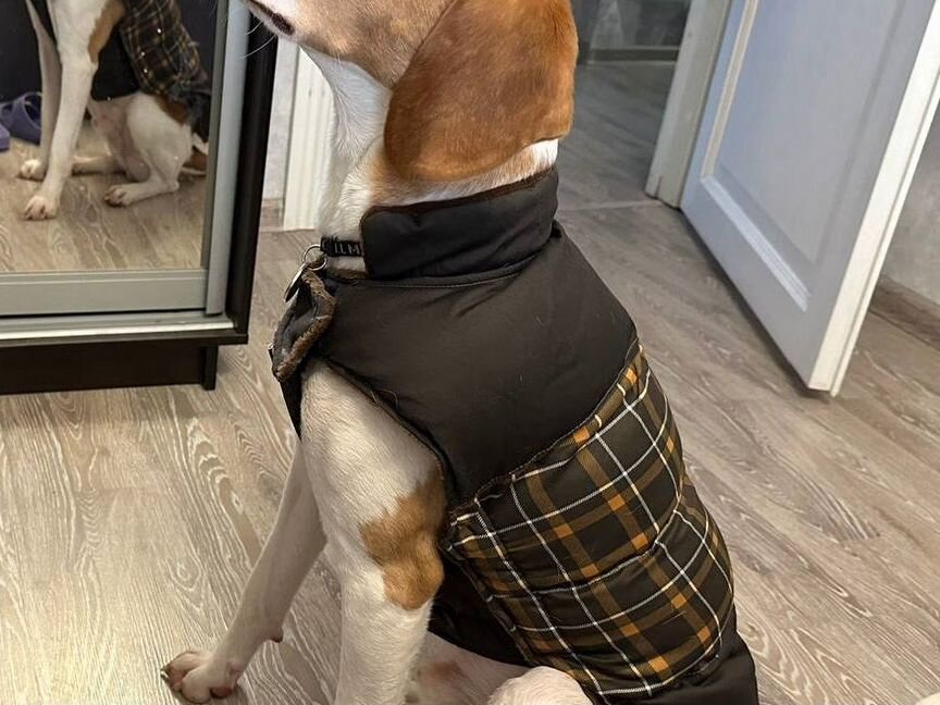 Одежда для собак