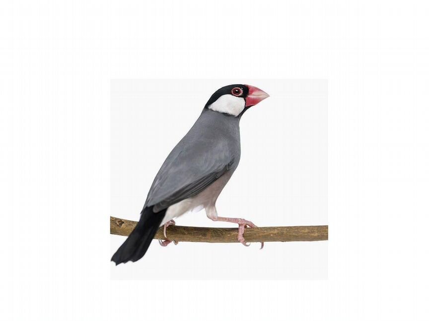 Рисовые амадины