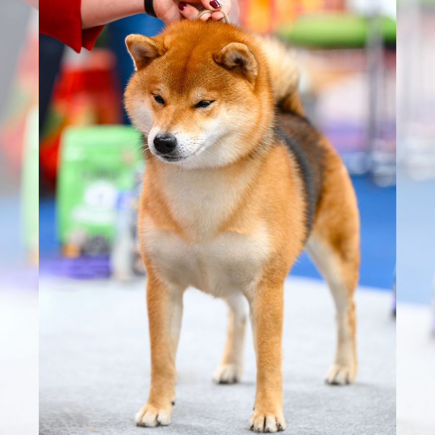 Сиба вязка сиба ину