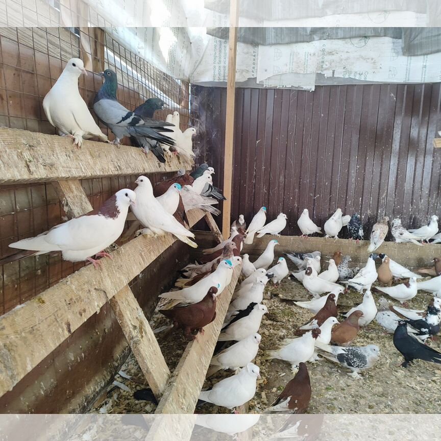 Голуби на продажу