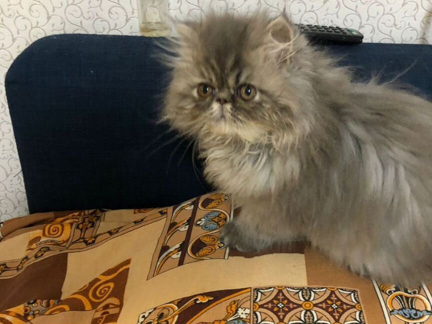 Персидский котёнок, девочка