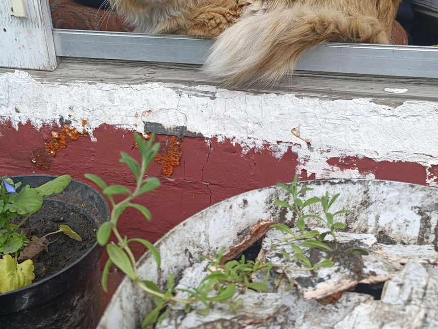 Кошка рыжая