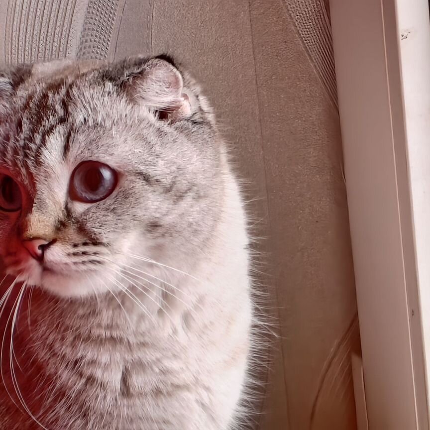 Шотландская вислоухая кошка