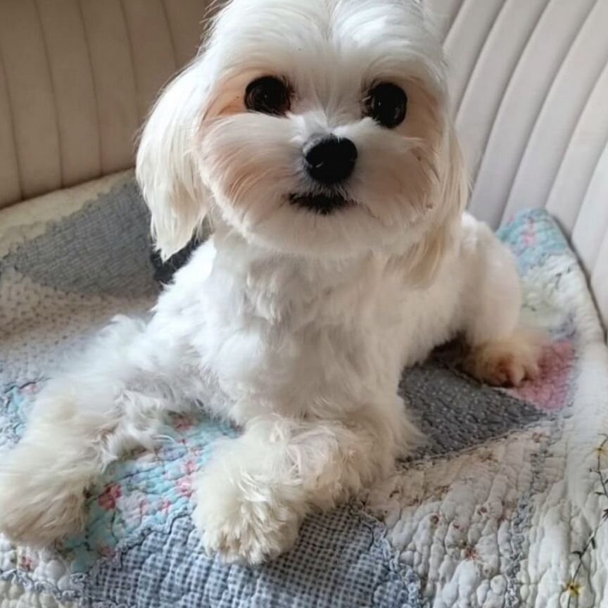 Девочка мальтезе