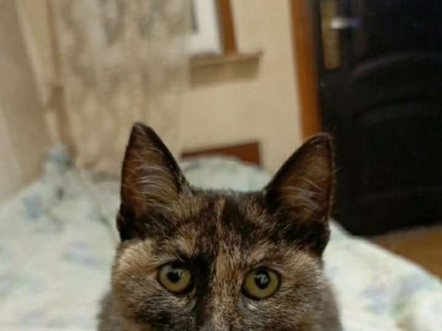 Трехцветка