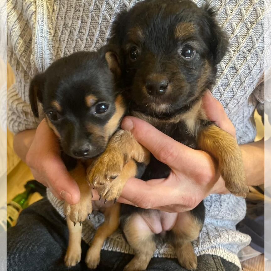 Щенок в добрые руки