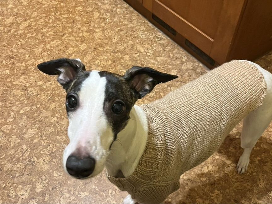 Свитер кофта для собаки средних размеров