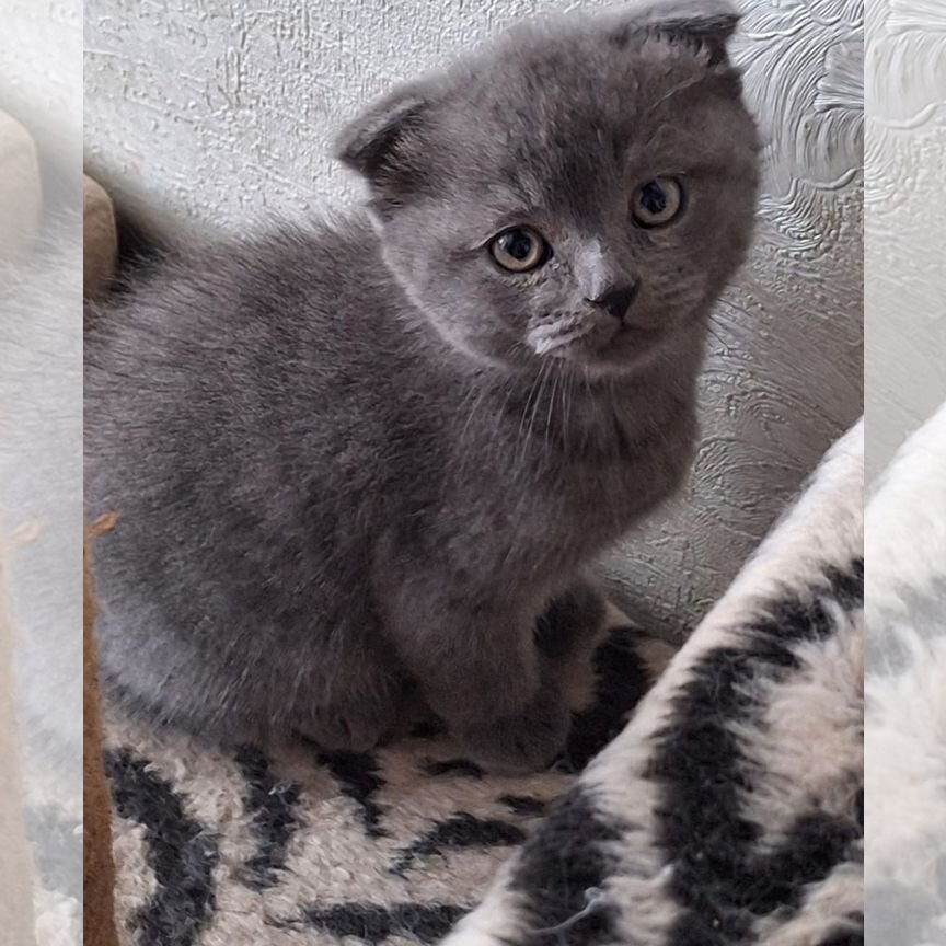 Шотландские котята