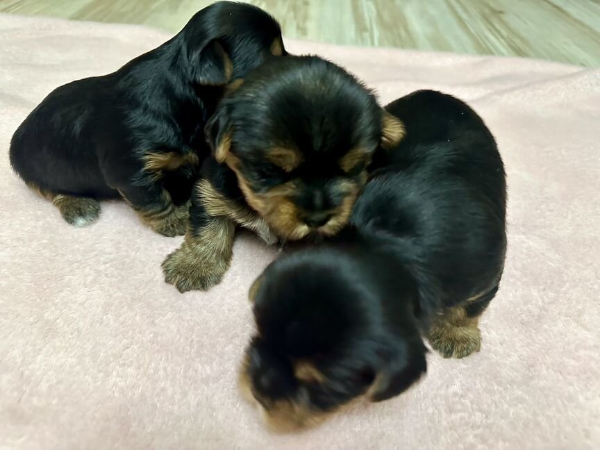 Собаки щенки