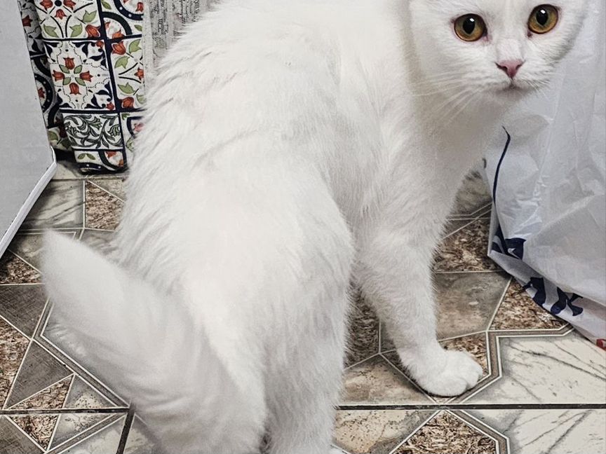 Шотландская кошка молодая в хорошие руки