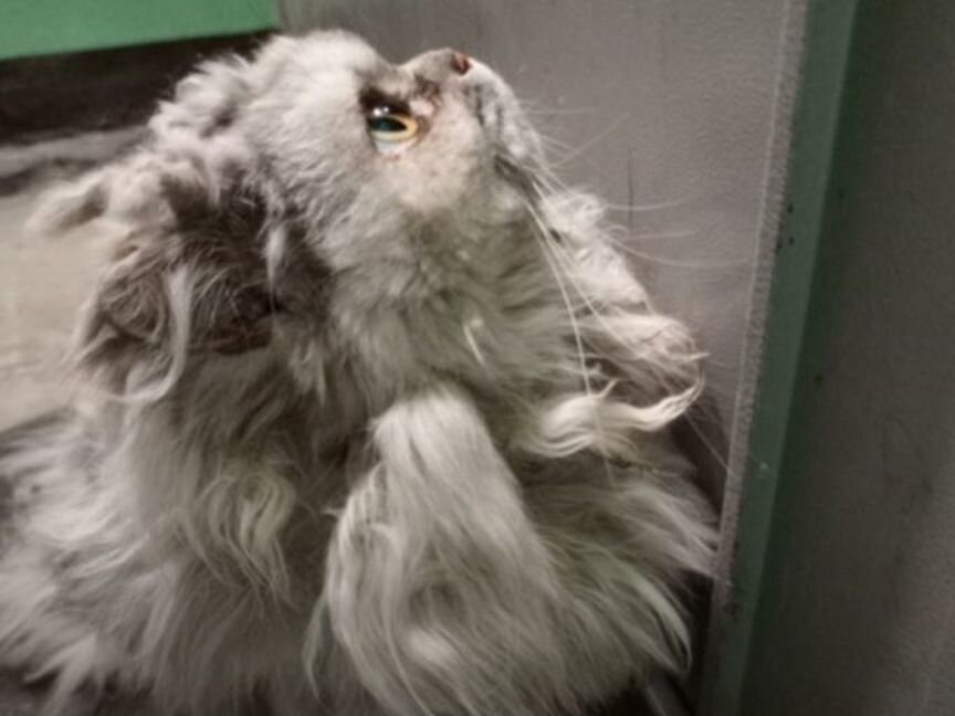 Кот перс в беде. Нужна передержка, лечение