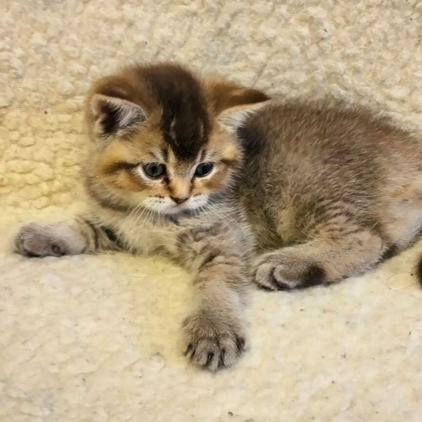 Британские котята