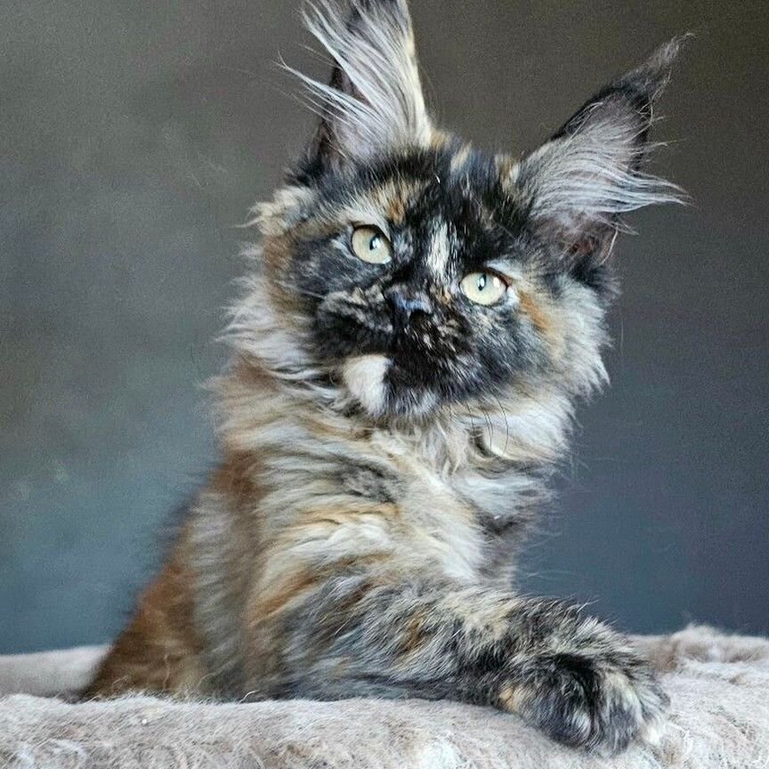 Котята мейн-кун