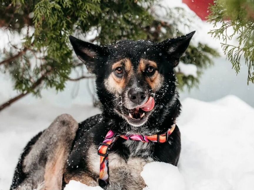 Маленькая собака в добрые руки