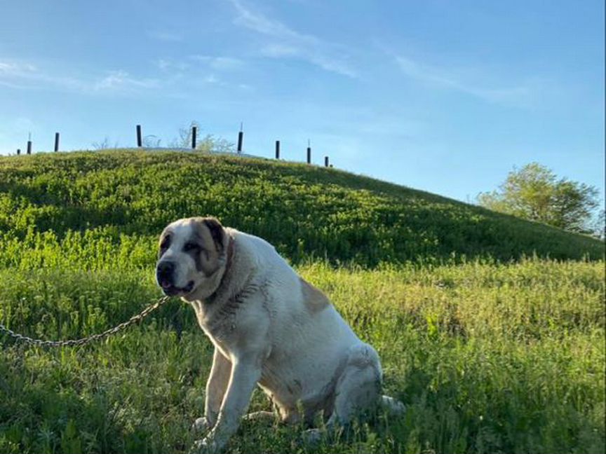 Вязка кобель