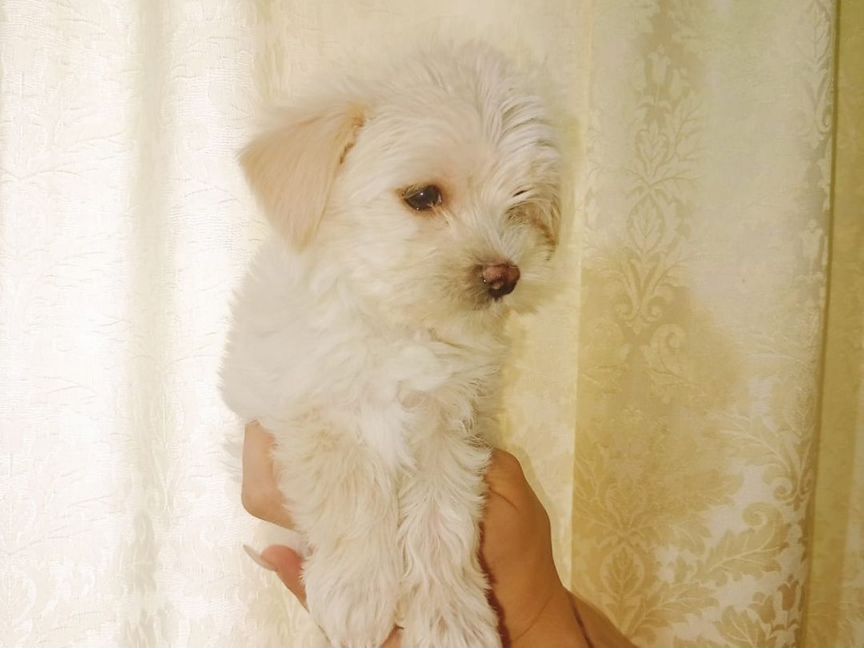 Мальтипу Ф1 exclusive micro