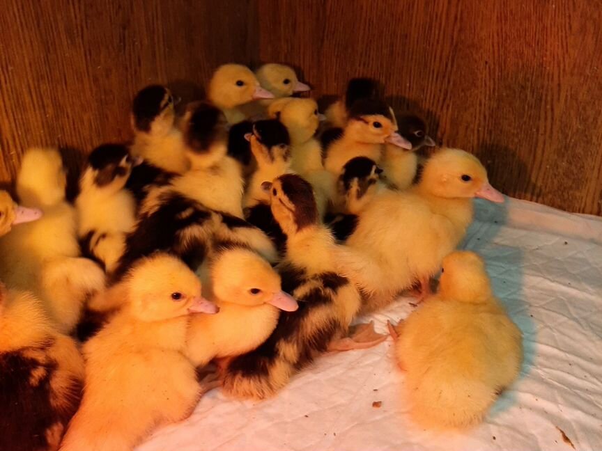 Мускусные индоутята