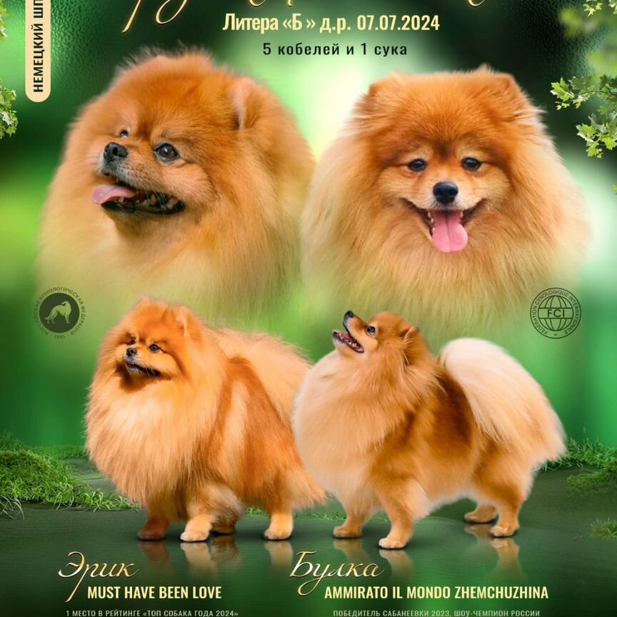 Шпиц щеночки девочка и мальчики