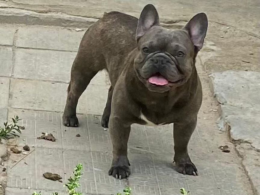 Французский бульдог