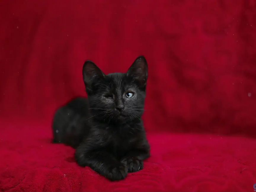 Котёночек инвалид приученная девочка 2,5мес