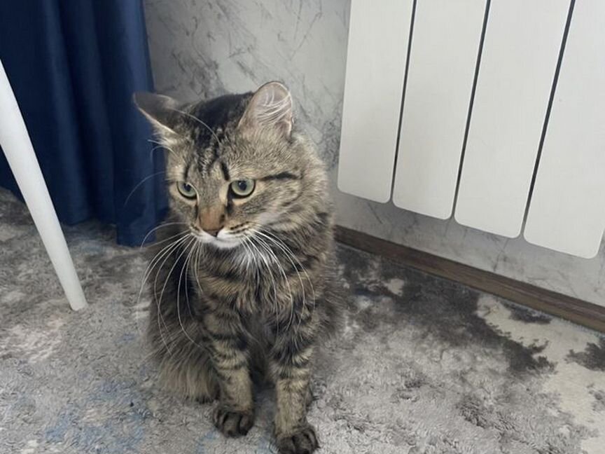 Отдам кота в добрые руки связи отездом